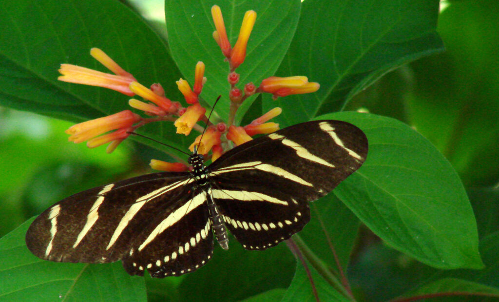 Butterfly Walk – Merritt Island Wildlife Association