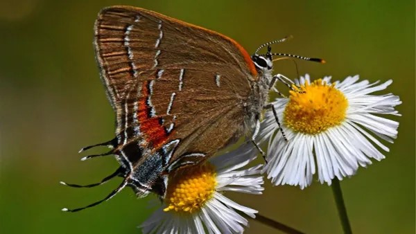 April 2024 Butterfly Walk – Merritt Island Wildlife Association