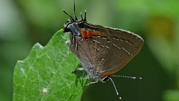 May 2024 Butterfly Walk – Merritt Island Wildlife Association