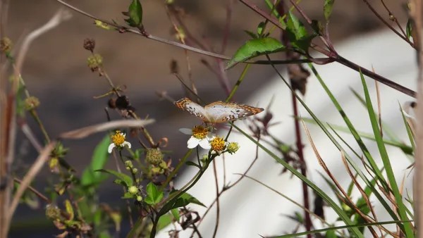 June 2024 Butterfly Walk – Merritt Island Wildlife Association