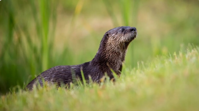 Otterly Amazing – Celebrating World Otter Day – Merritt Island Wildlife ...