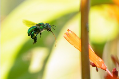 Bee Curious: A Closer Look at Florida’s Pollinators – Merritt Island ...